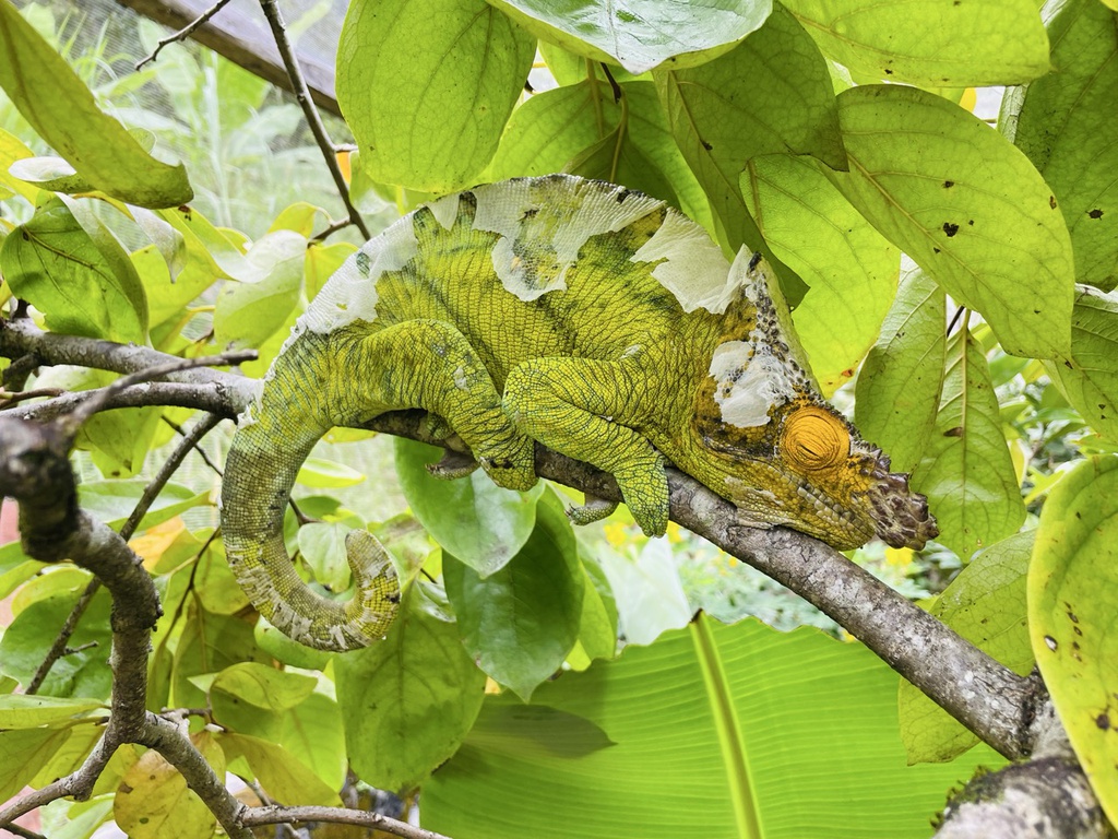 Escapade à Andasibe | Yemaya Madagascar